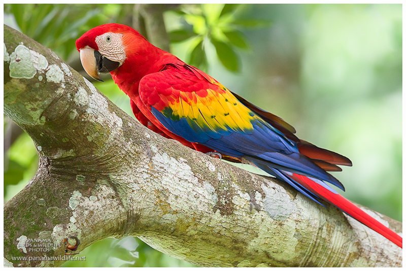 Scarlet Macaws (a success story in repopulating continental Panama)