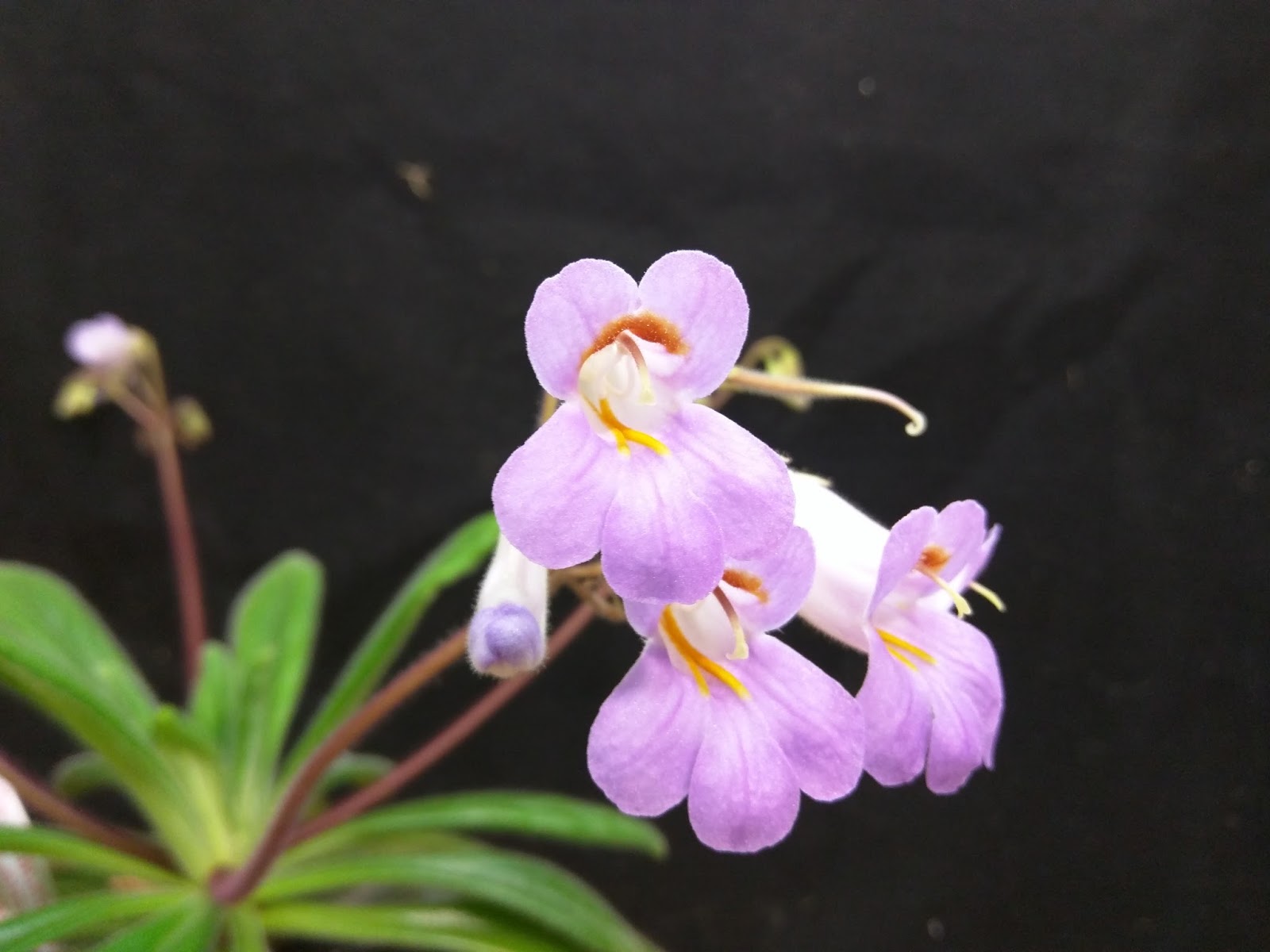 Kev's Orchids: Primulinas in Bloom