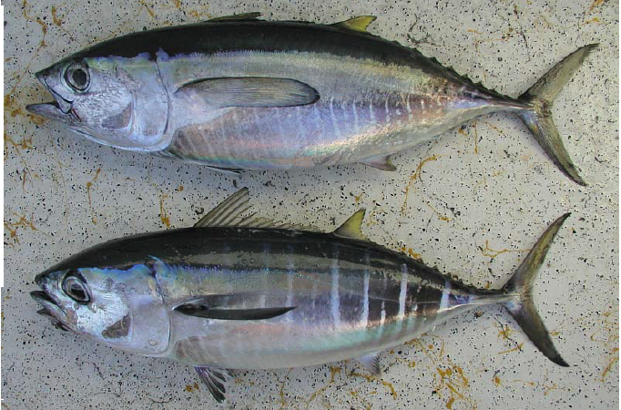 PERBEDAAN YELLOWFIN TUNA & BIG EYE TUNA