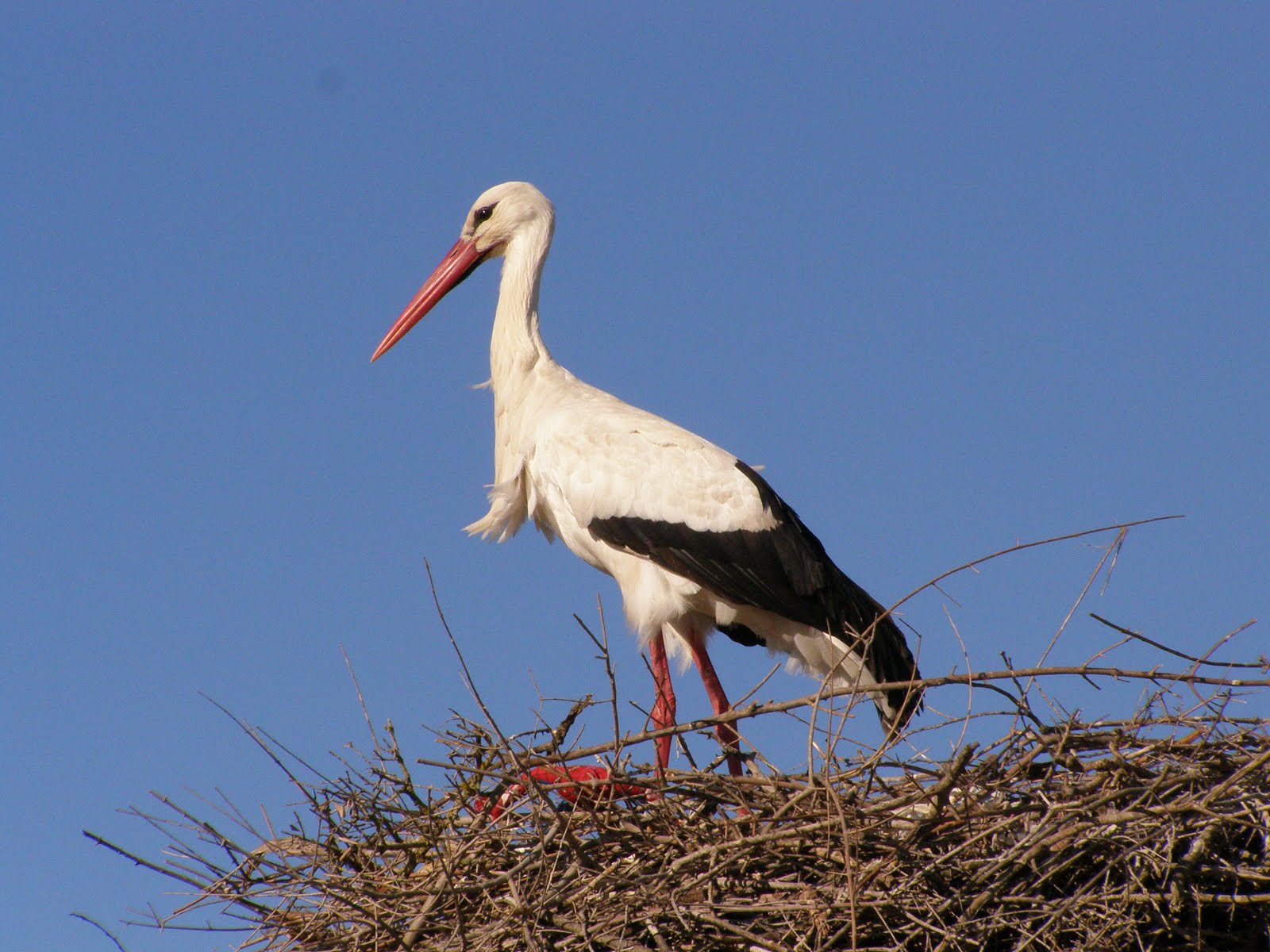 La Maldición de la Cordura: Manolo el pastor y su burro Perico.