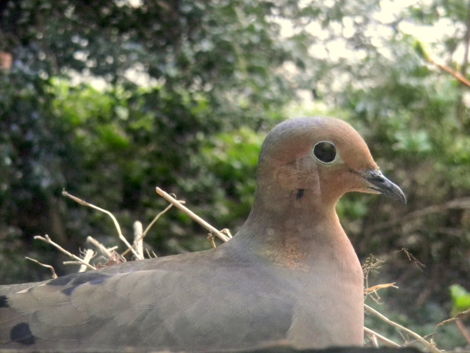 ACravan: Mourning Doves Nesting At Our Window