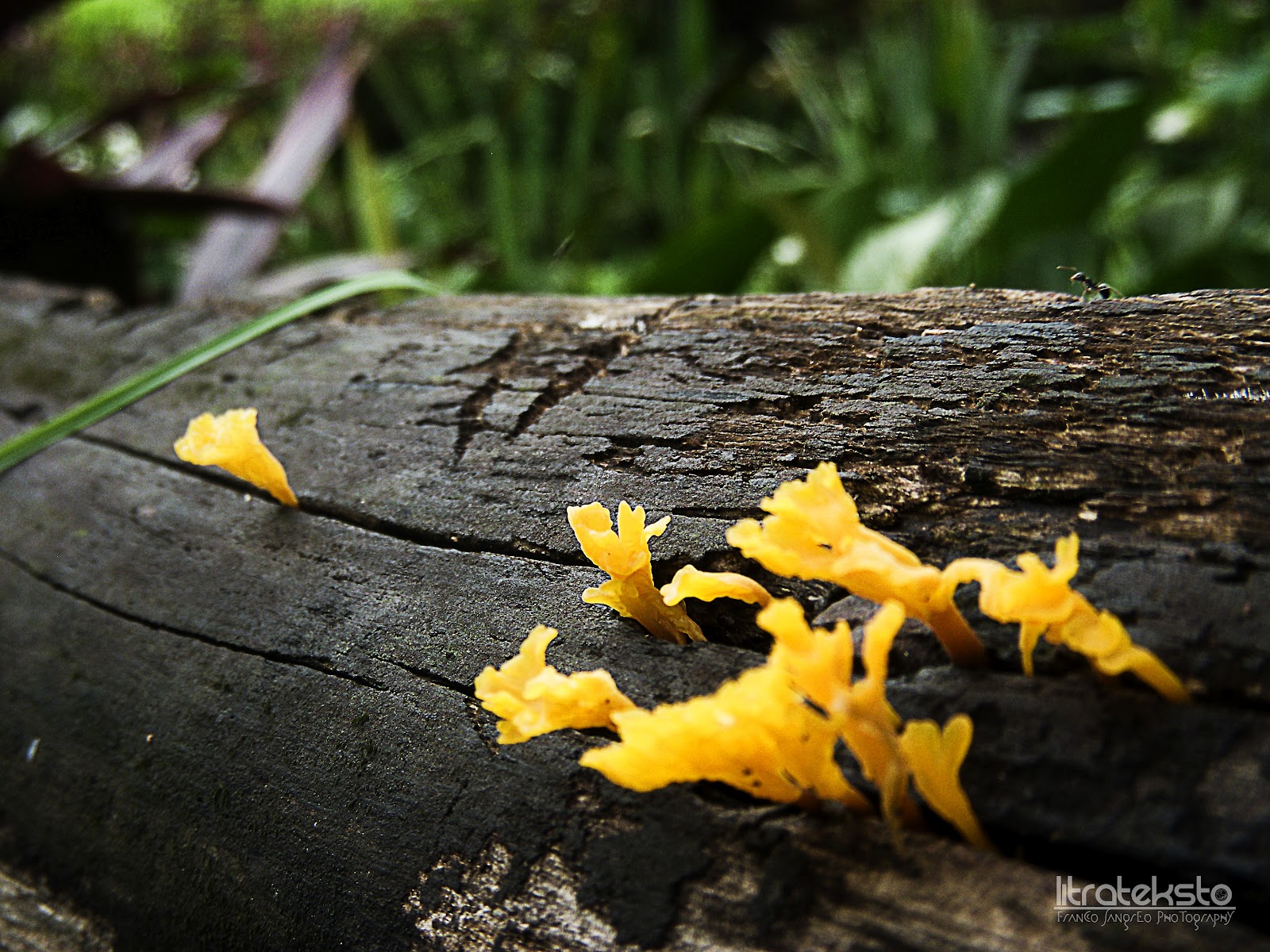 LitráTulâ: Daan Ng Mga Langgam