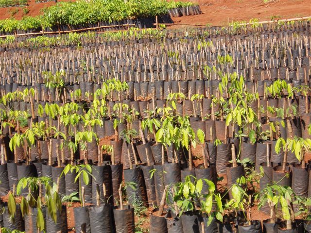 Palm & Latex Technology & Value Addition: Rubber Plants Nursery Management