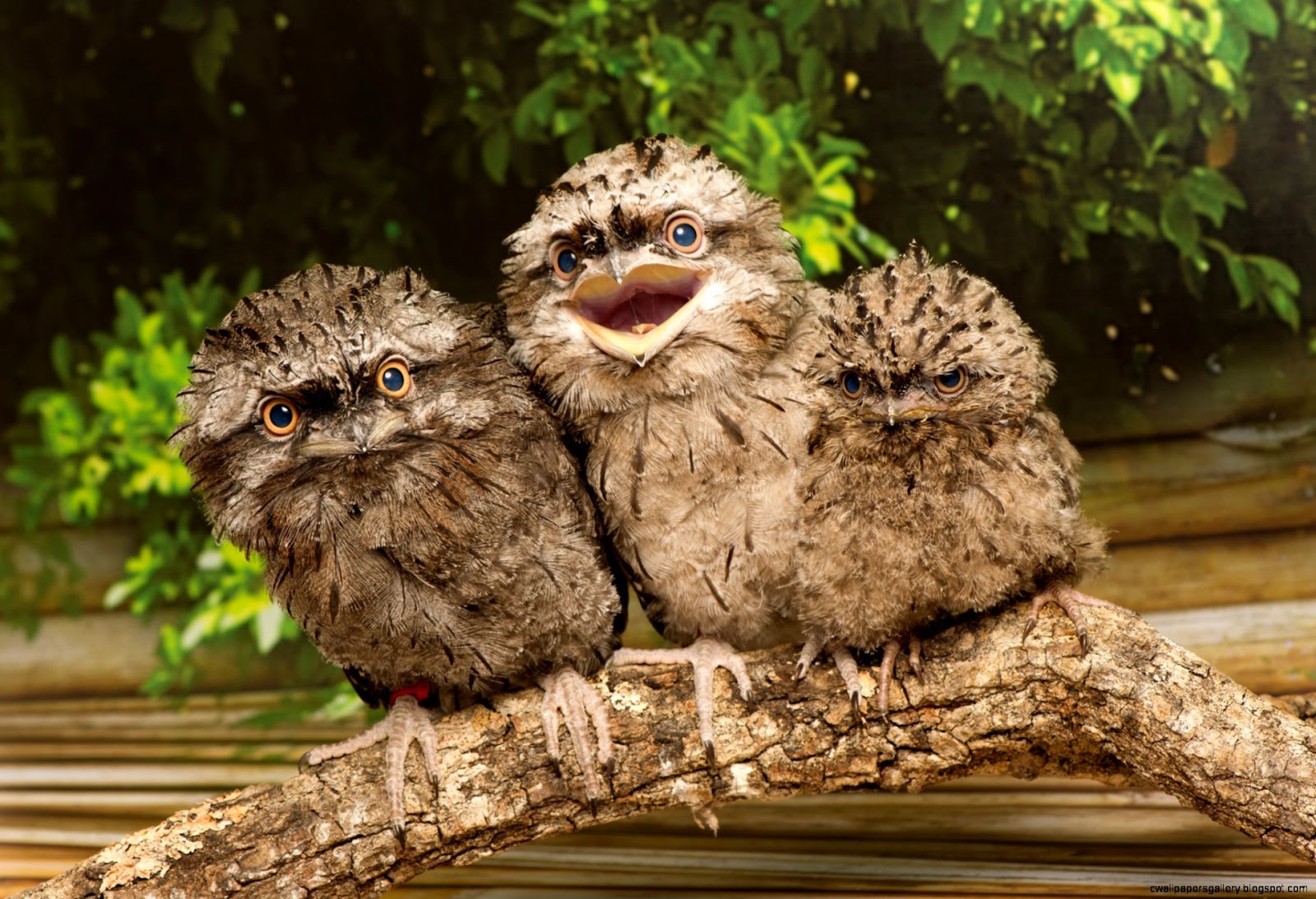 Baby Potoo Bird | Wallpapers Gallery