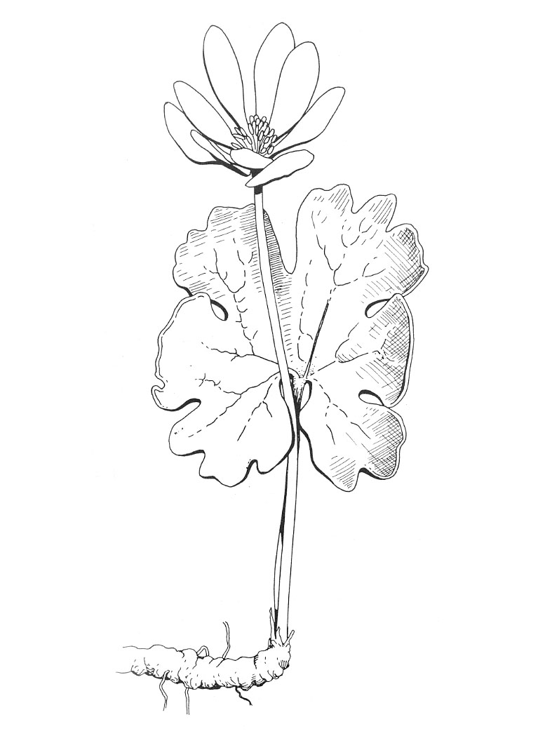 Bloodroot botanical study by Renae Taylor.....Original Painting | Art ...
