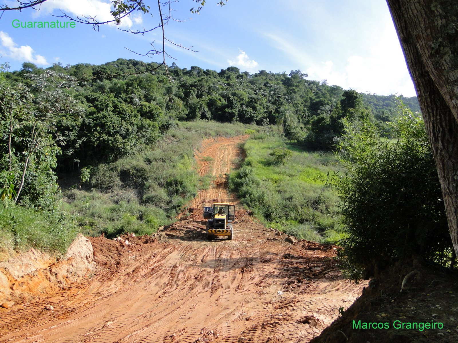 Guaranature: Ingá-de-metro (Inga edulis)...
