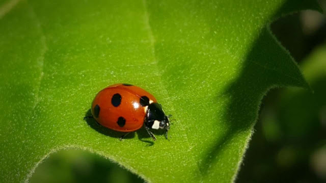 Mengenal Perbedaan Serangga Berbisa dan Beracun - Dunia Serangga yang ...