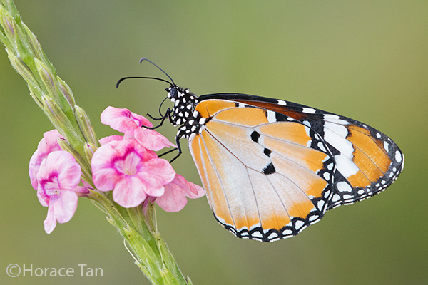Butterflies of Singapore: Life History of the Plain Tiger