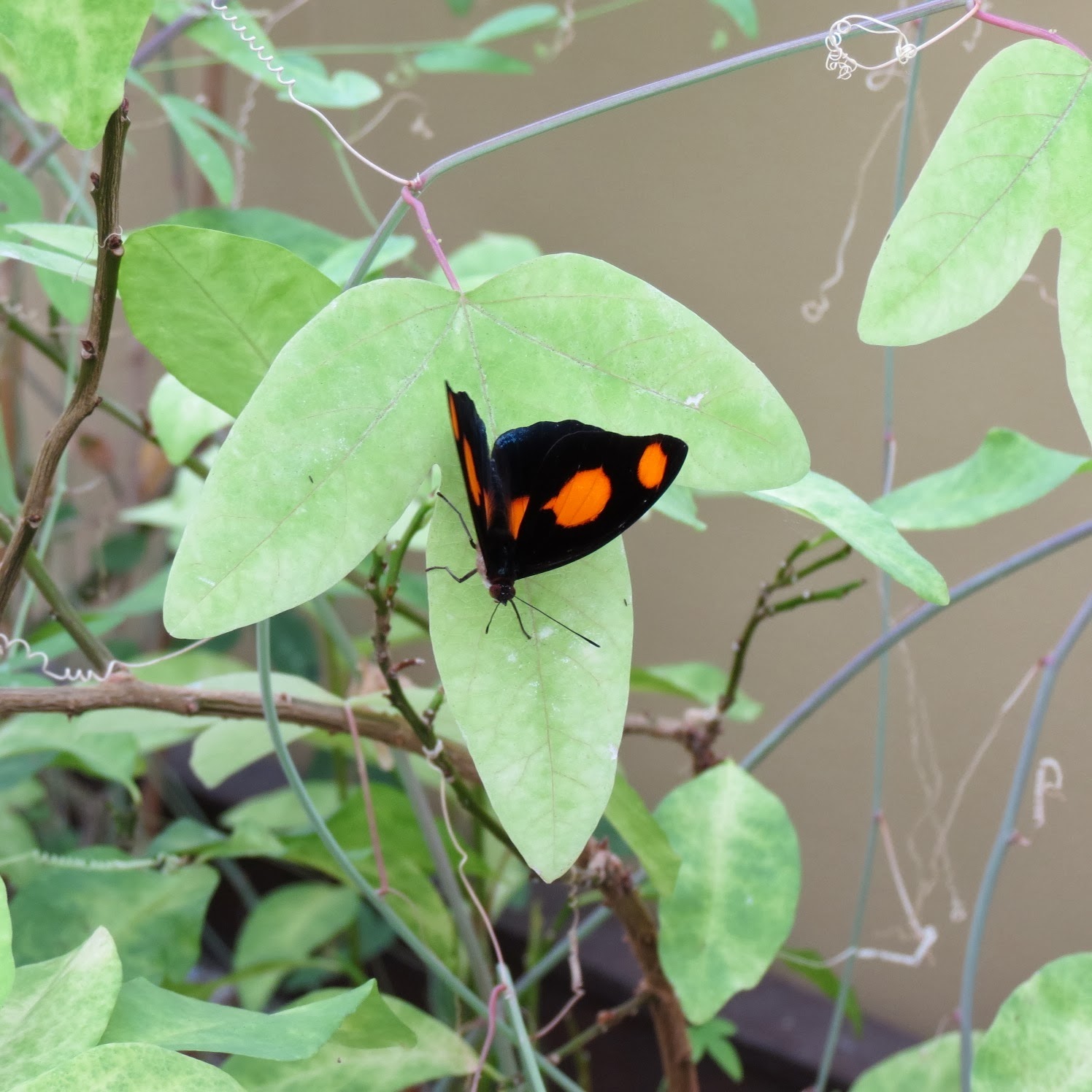 Travel New Brunswick by Motorcycle: Some time in Edmundston & the Foire ...