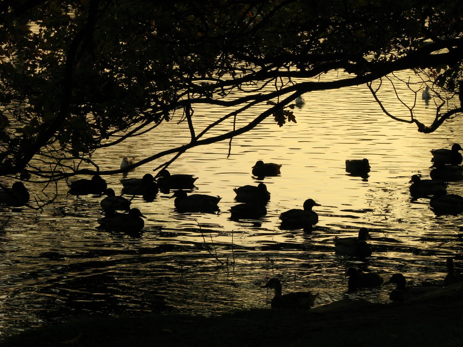 Poze de jucarie: Somnoroase pasarele