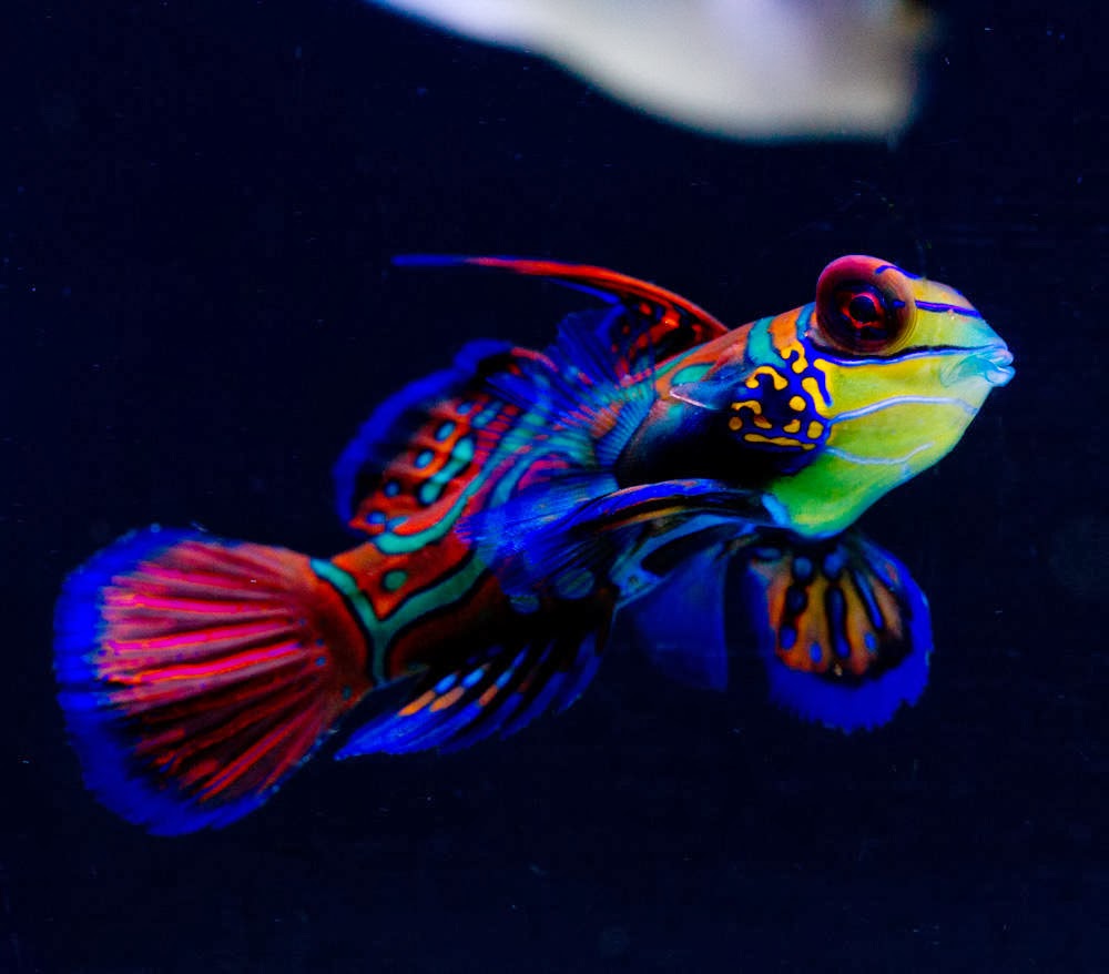 fish share: MANDARIN FISH IKAN HIAS