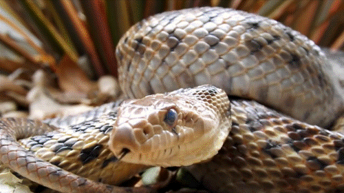 EKOGEO: JENIS-JENIS ULAR DARI SUKU COLUBRIDAE DI INDONESIA (BAGIAN 2)