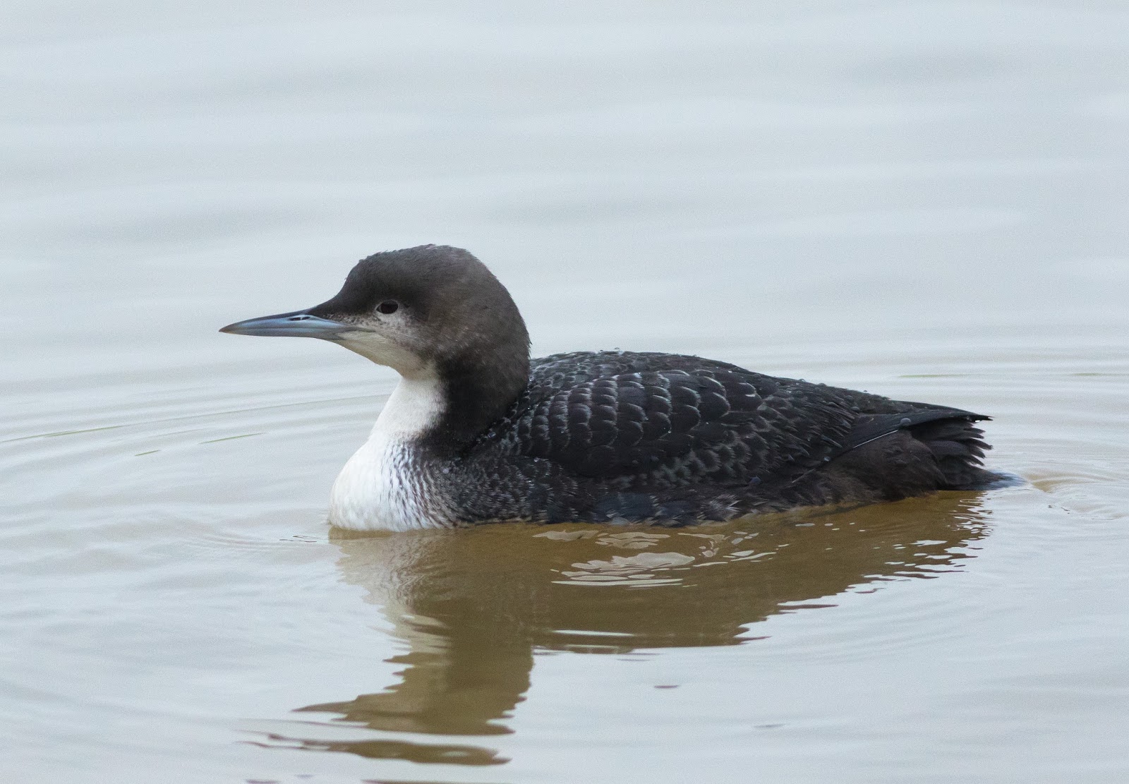 Pixie Birding: Pacific Diver at Druridge Bay CP, Northumberland - MEGA!!