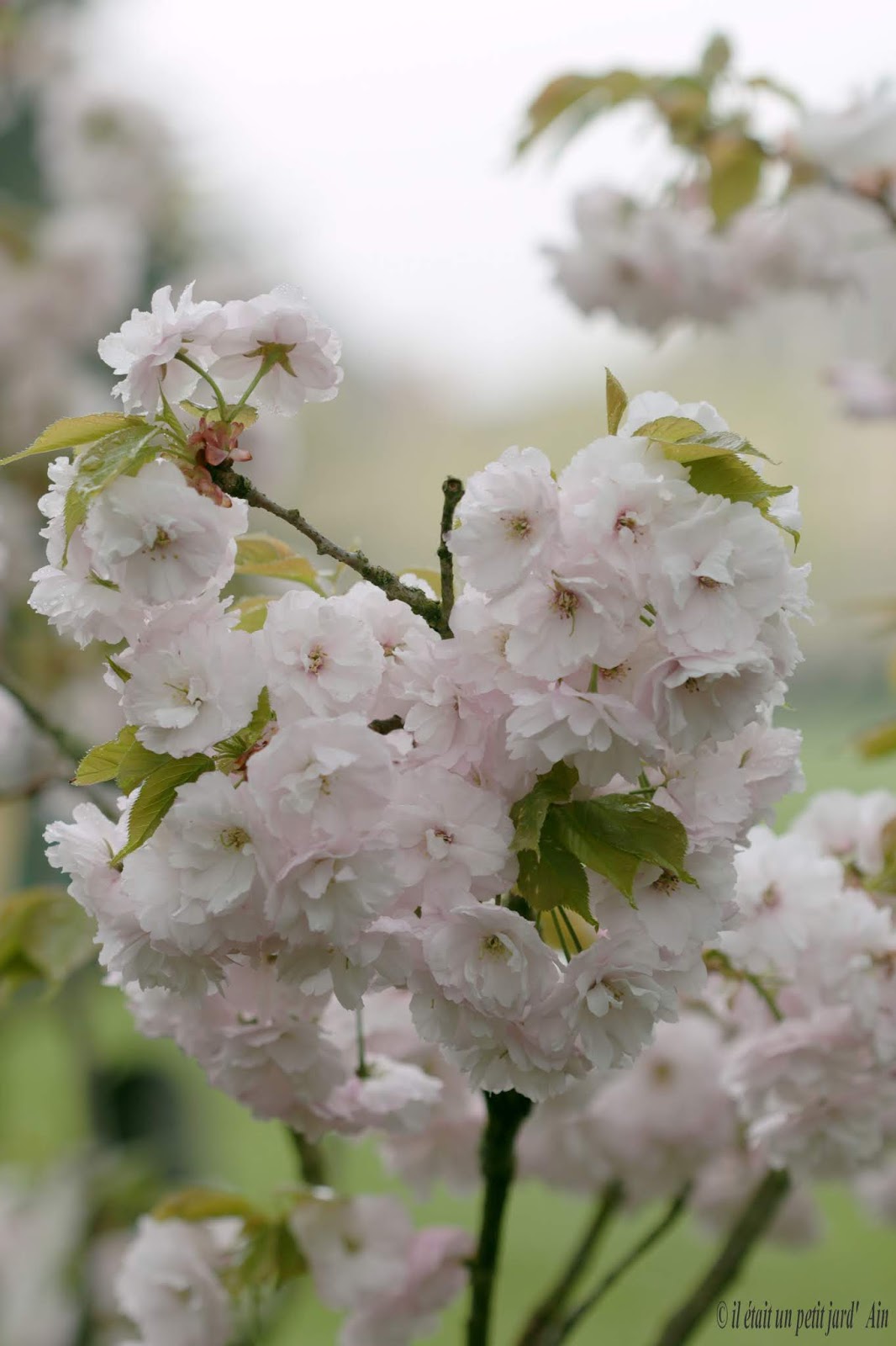 IL ETAIT UN PETIT JARD'AIN ...: FOCUS PRUNUS MALUS TRESORUS ...