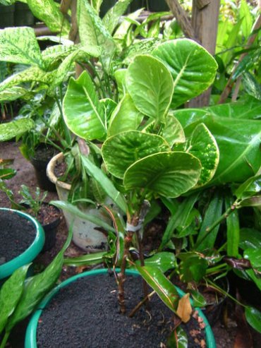 Tukang Taman Makassar Gapura seni: Tanaman Hias