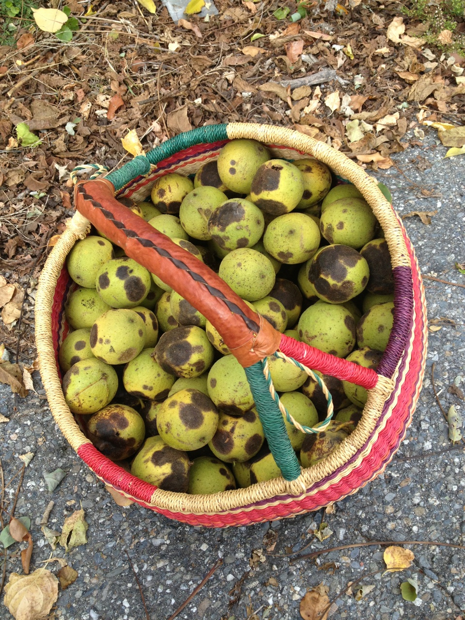 Tracking Jill: Harvesting Black Walnuts