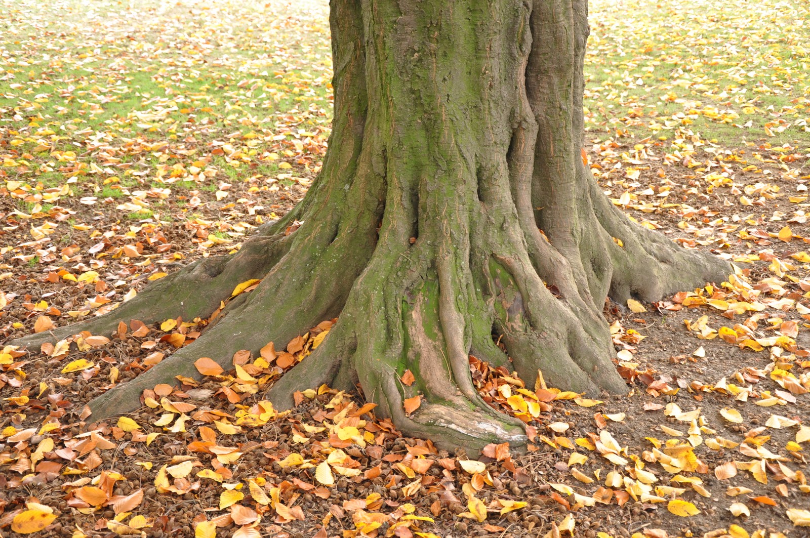 Qu'en pensez vous ?: Troncs et racines d'arbres