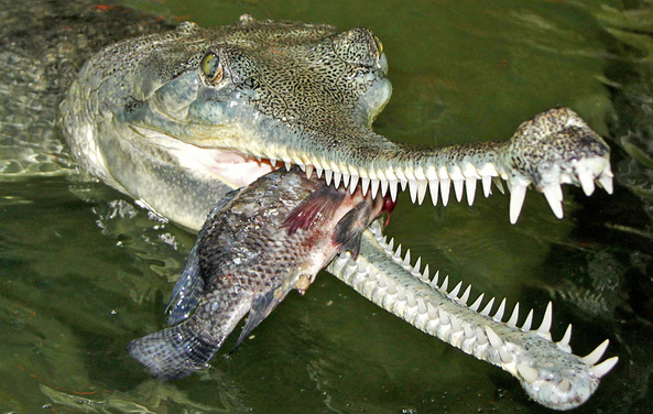 Gharial- The fish eating crocodile