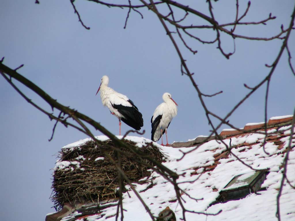 LEYLEK RESİMLERİ-Manzaralar