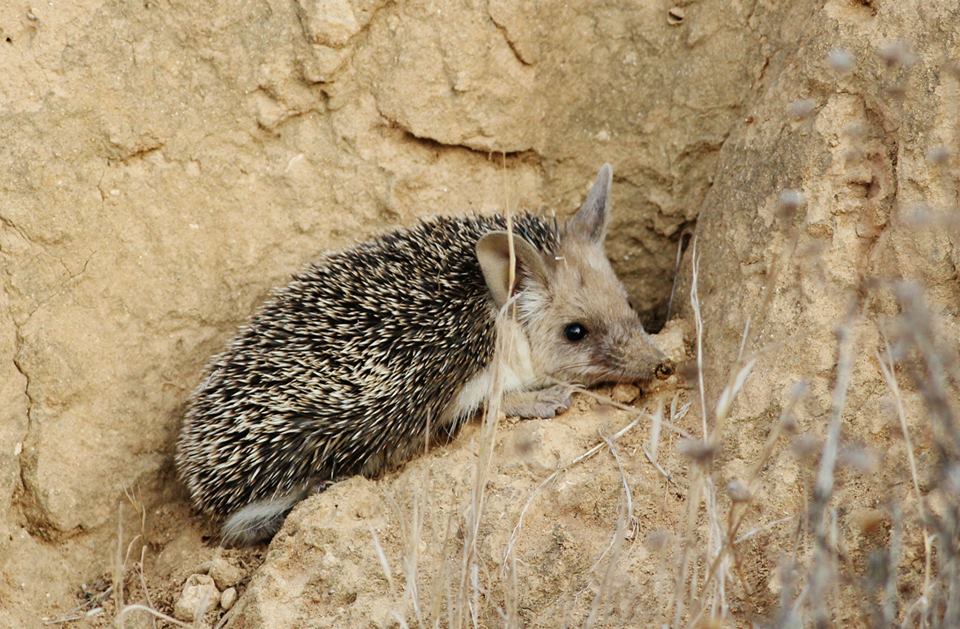 Biodiversity of Cyprus by NGO Protection of the Natural Heritage and ...