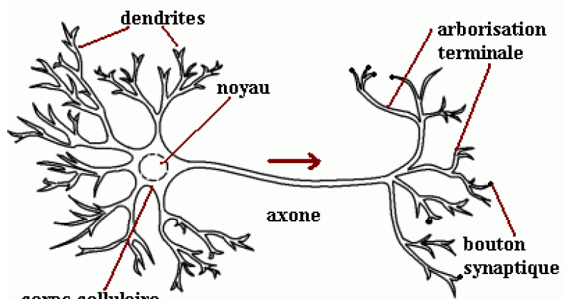 eltoubib: Physiologie du neurone