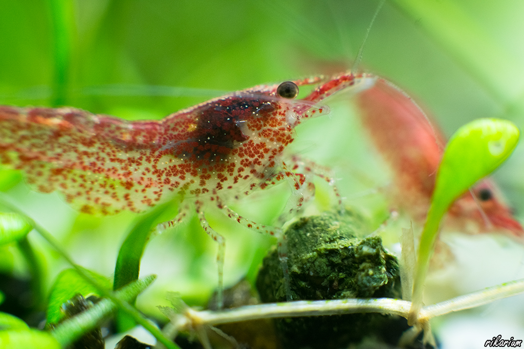 rikarium: Neocaridina davidi var. Red Cherry