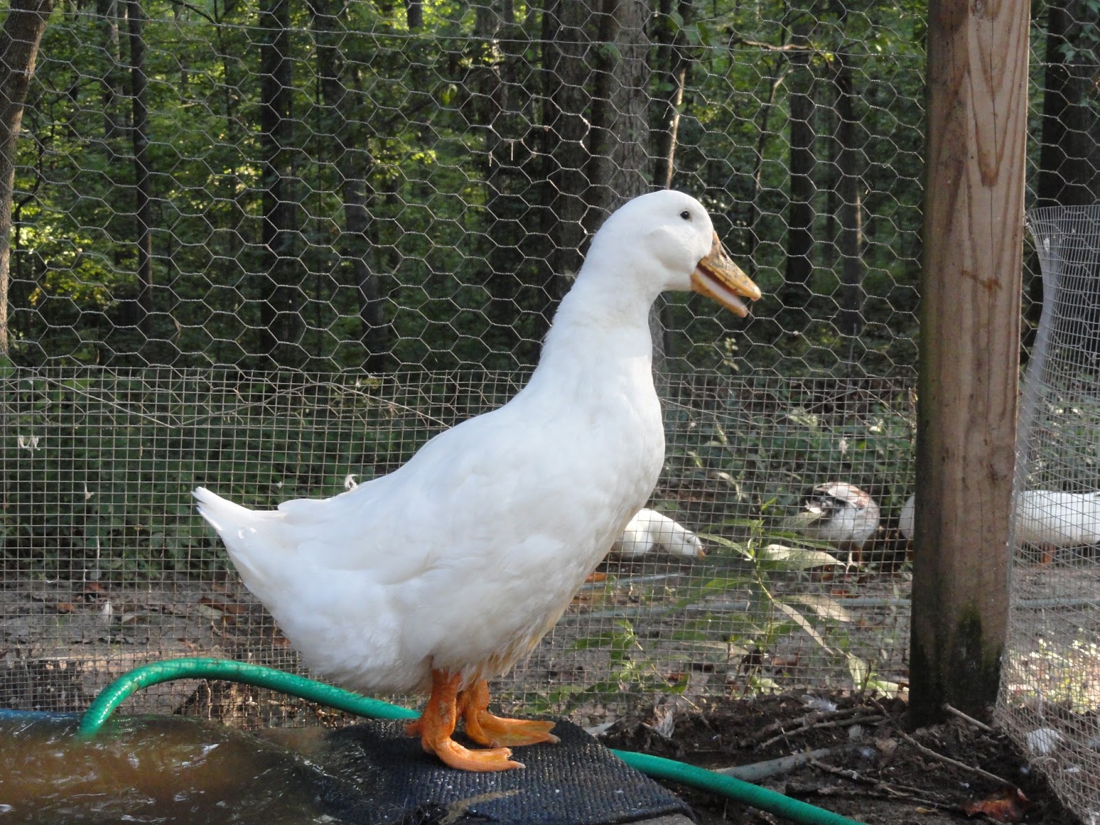 MamaDuck: duck pool drains & LOTS of duckie pictures