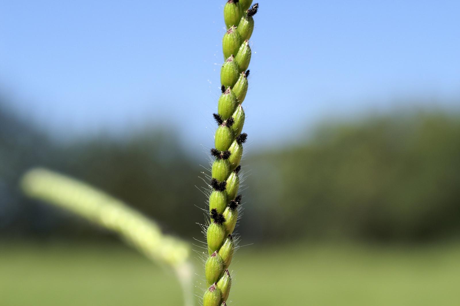 Brachiaria Decumbens rumput BEDE Rumput Yang Sering Digunakan Untuk Brachiaria Decumbens rumput BEDE Rumput Yang Sering Digunakan Untuk