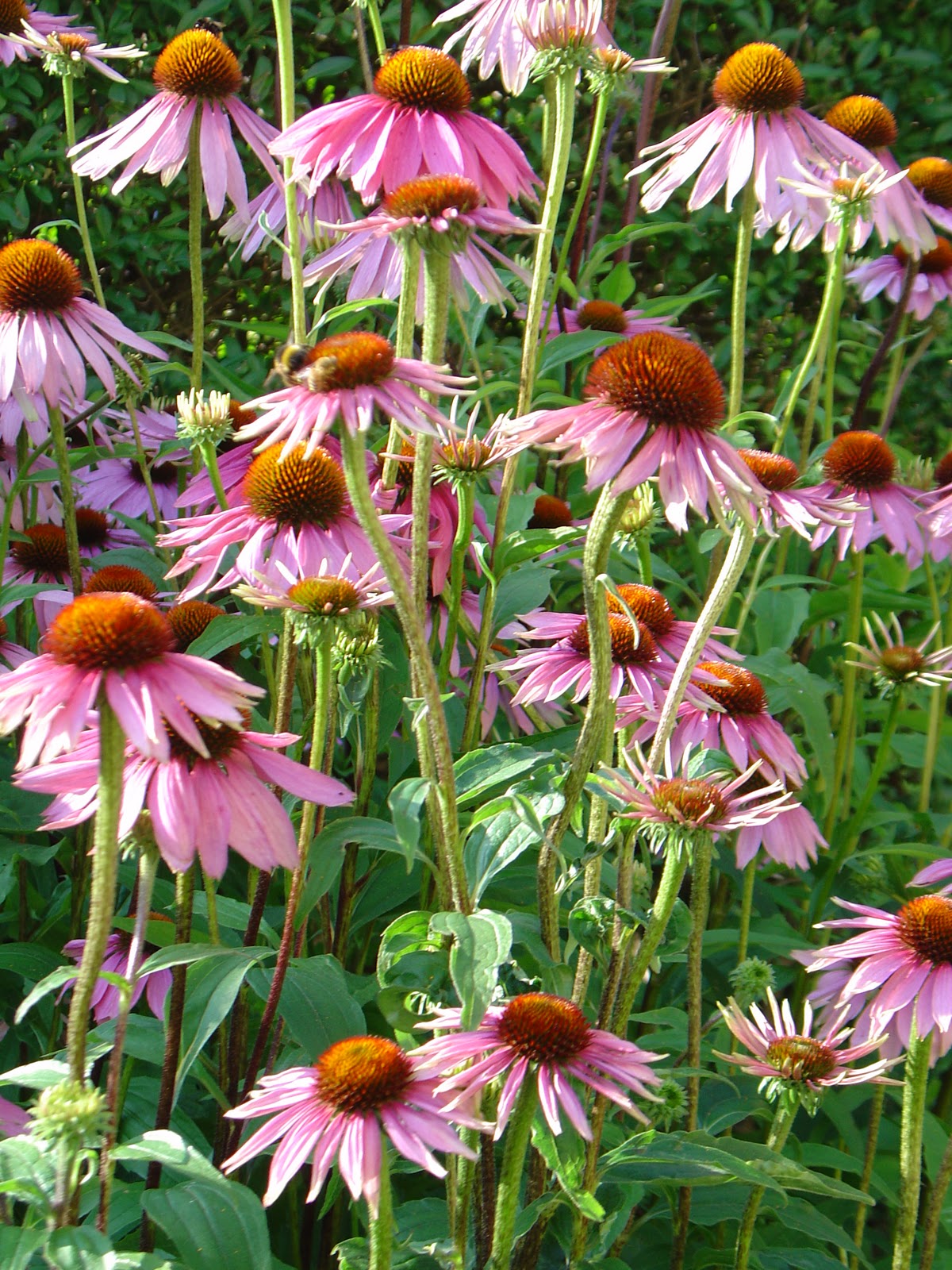 Fra frø til blomst: Purpur solhat Echinacea Purpurea