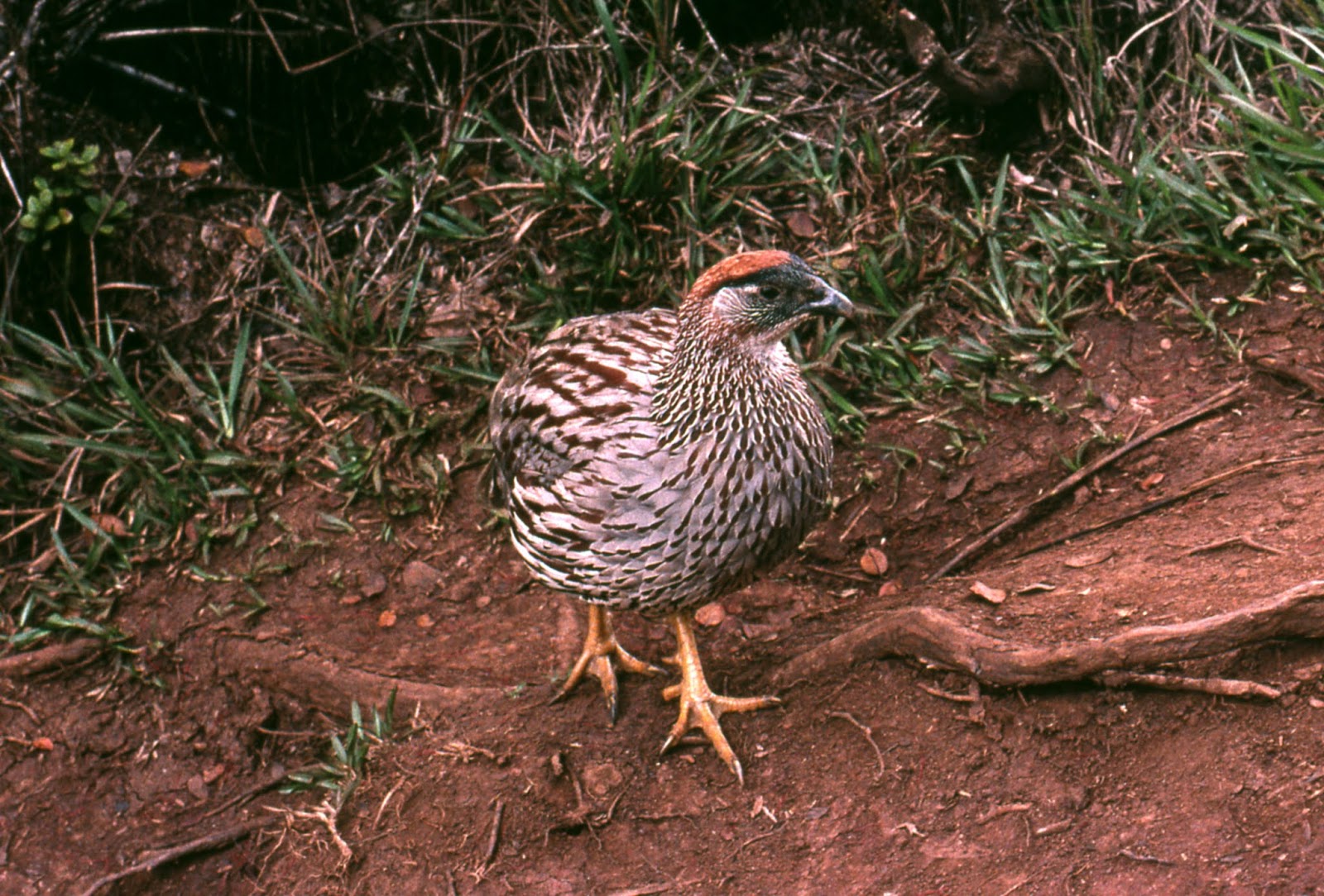 জলার তিতির-Francolinus gularis-Swamp Francolin