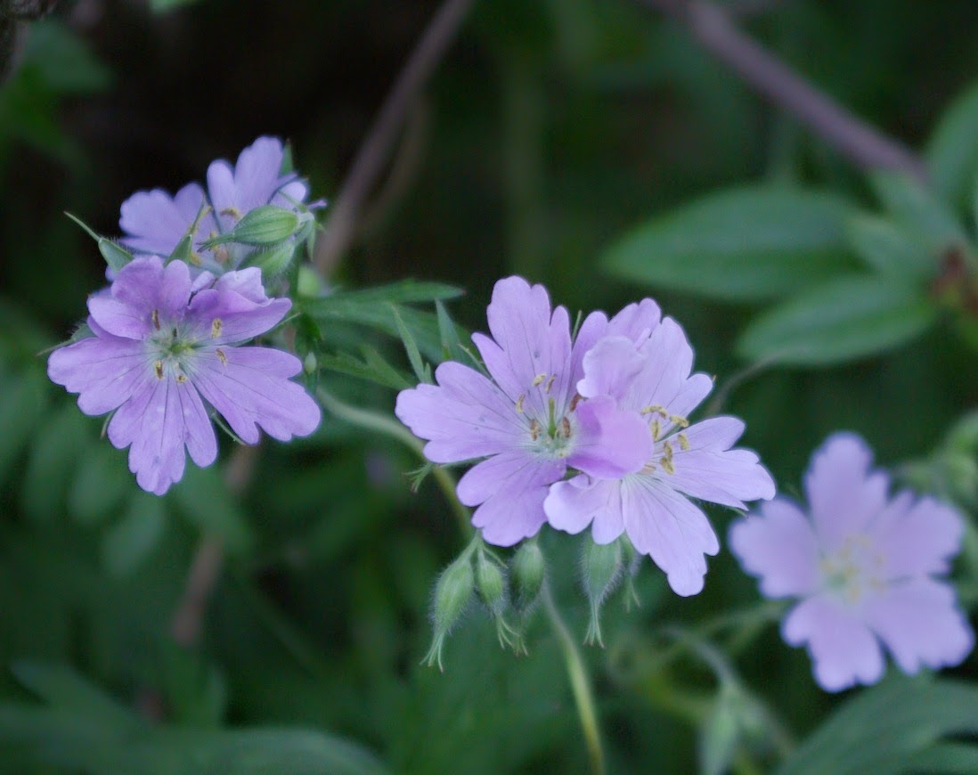 sweetbay: Wild Geranium