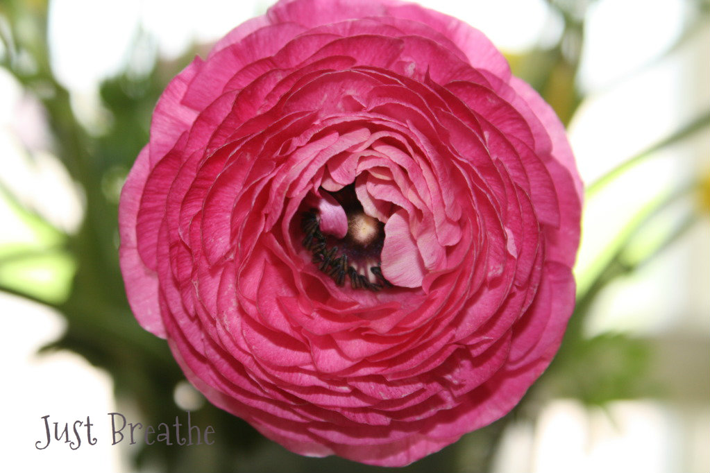 Just Breathe: RANUNCULUS