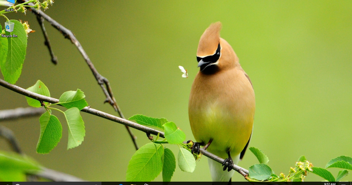 Ghost Windows 10 Pro (x86 + x64) Version 1703 Creators Update No Soft ...