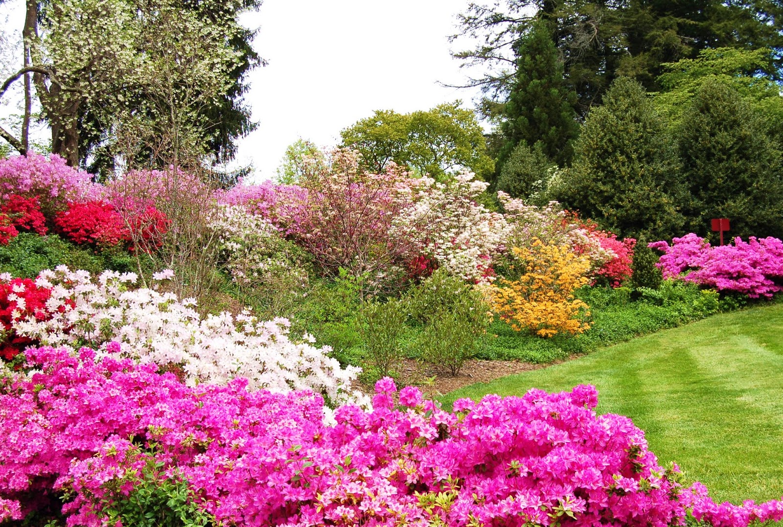 MOUNTAIN MUSINGS: Azalea Gardens