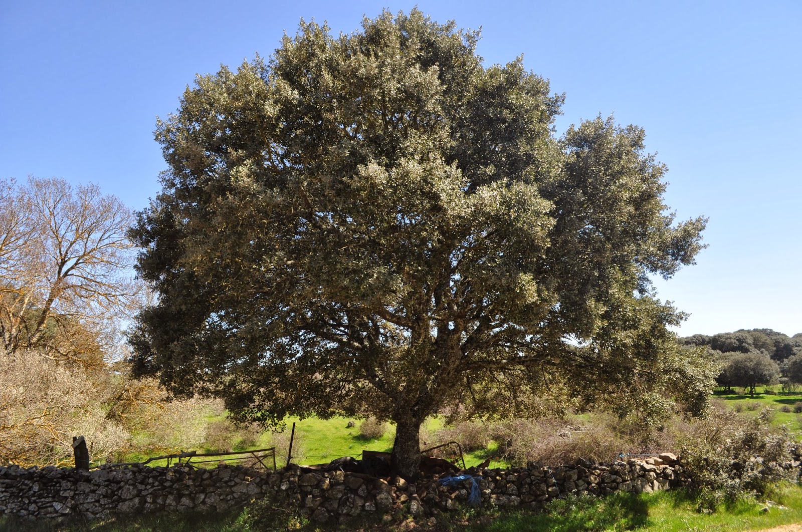 Forest Forestal: Encina