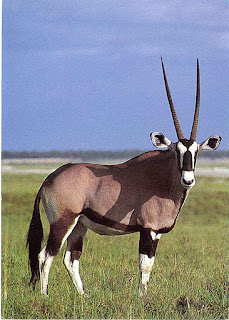 PINOY POSTCARD: BAHRAIN - Qal'at al-Bahrain - national animal oryx