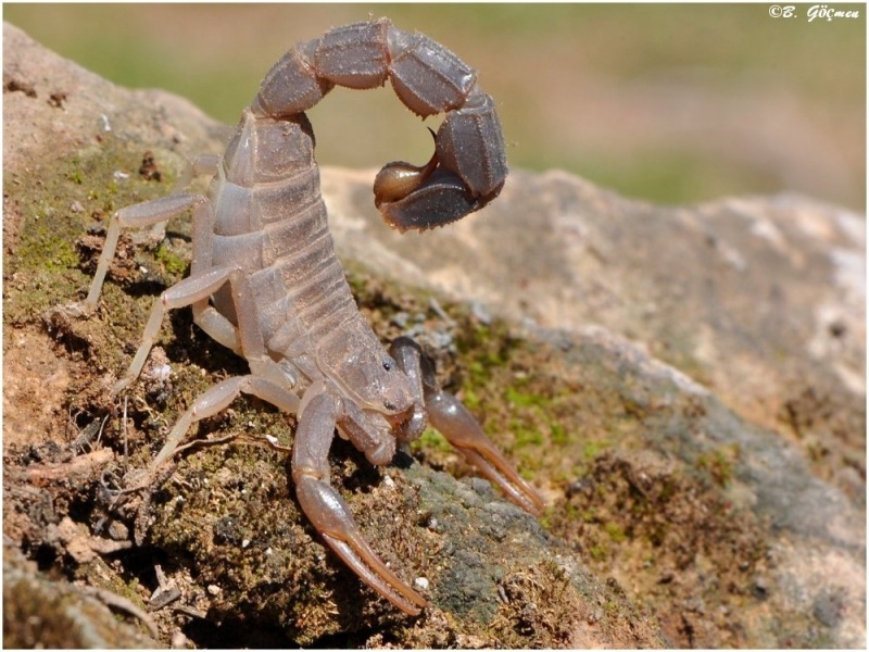 Fat-Tailed Scorpion | Dangerous Facts & Photographs | The Wildlife