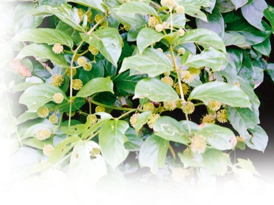 Khasiat gambir rawat penyakit ~ seribupilihan