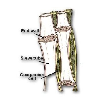 Botany Professor: November 2015
