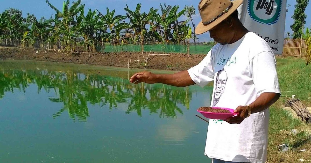 MENGENAL BUDIDAYA MINA PADI ~ MEDIA PENYULUHAN PERIKANAN PATI