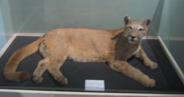 Abe's Animals: Phantom cats