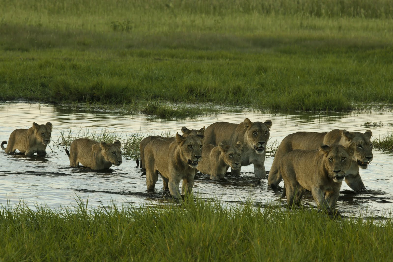 Nat Geo's Little Kitties for Big Cats ~ PAWsome Cats