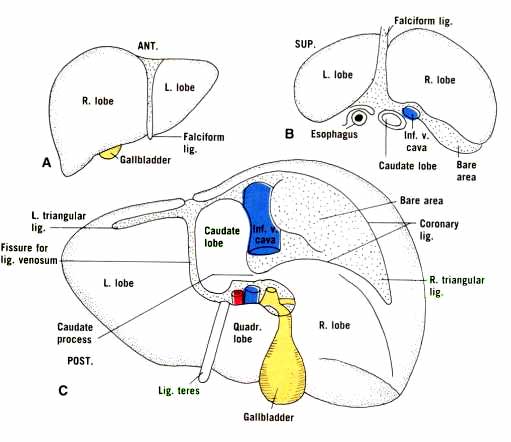 Care and Cure: LIVER