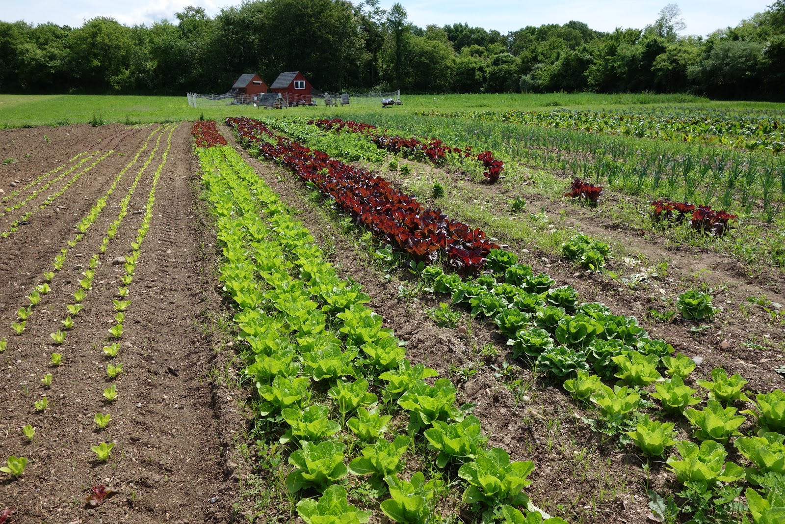 Culinary Types: Growing Patience at Restoration Farm