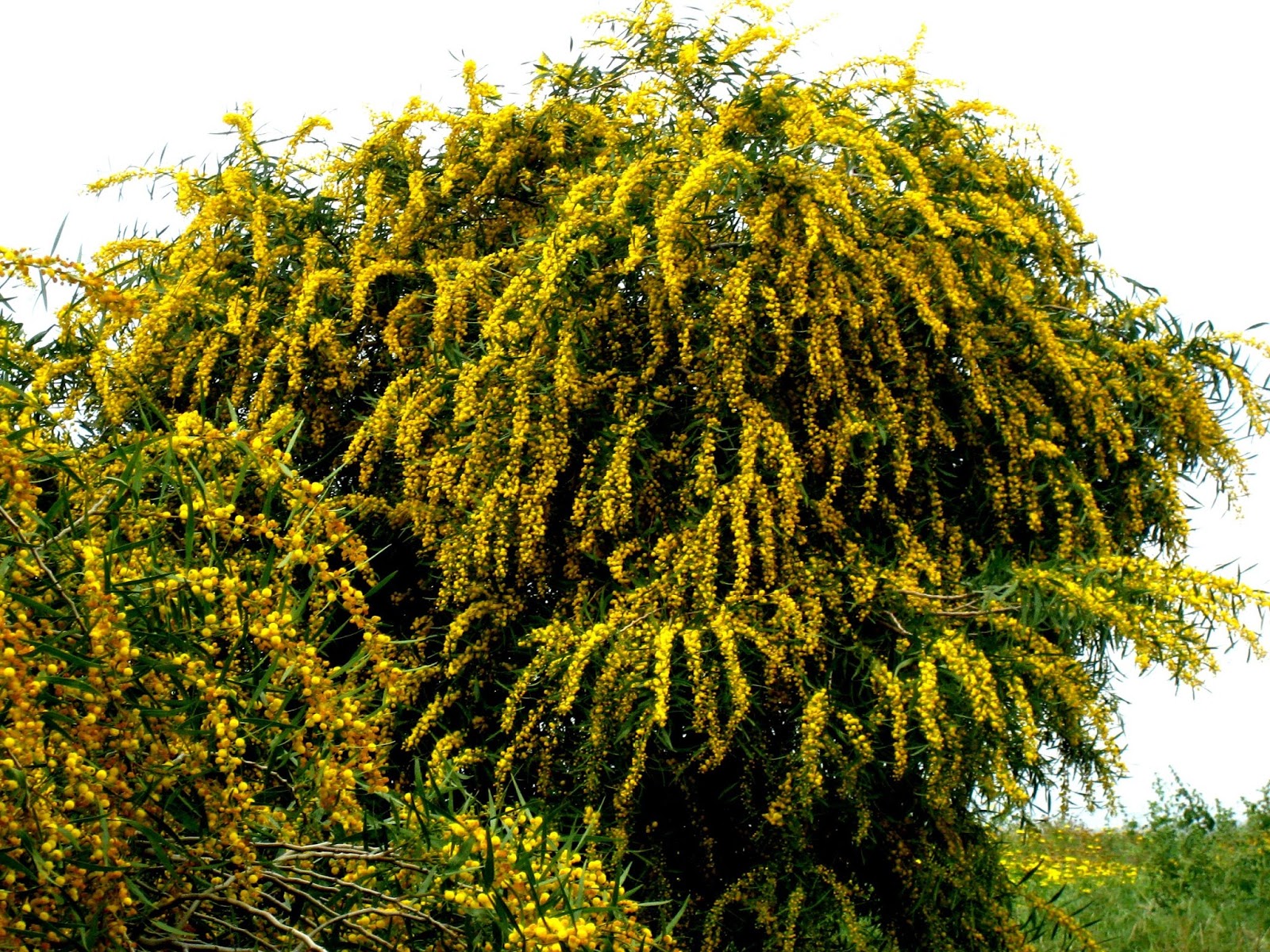 Biodiversity of Cyprus by NGO Protection of the Natural Heritage and ...