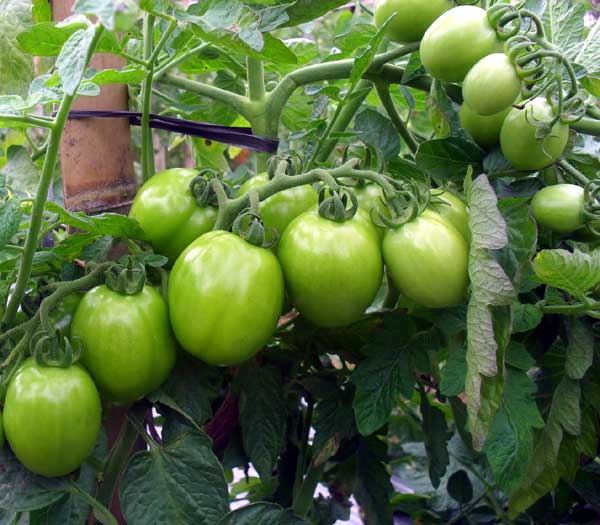 Cara Menanam Tomat Mudah dan Praktis - Berkebun Riang