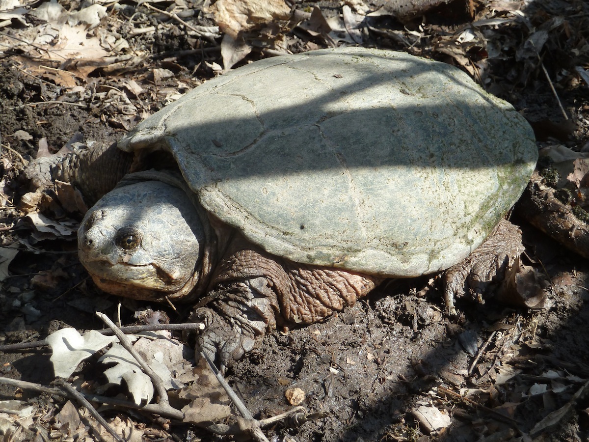 Springfield Plateau: Snapping Turtle