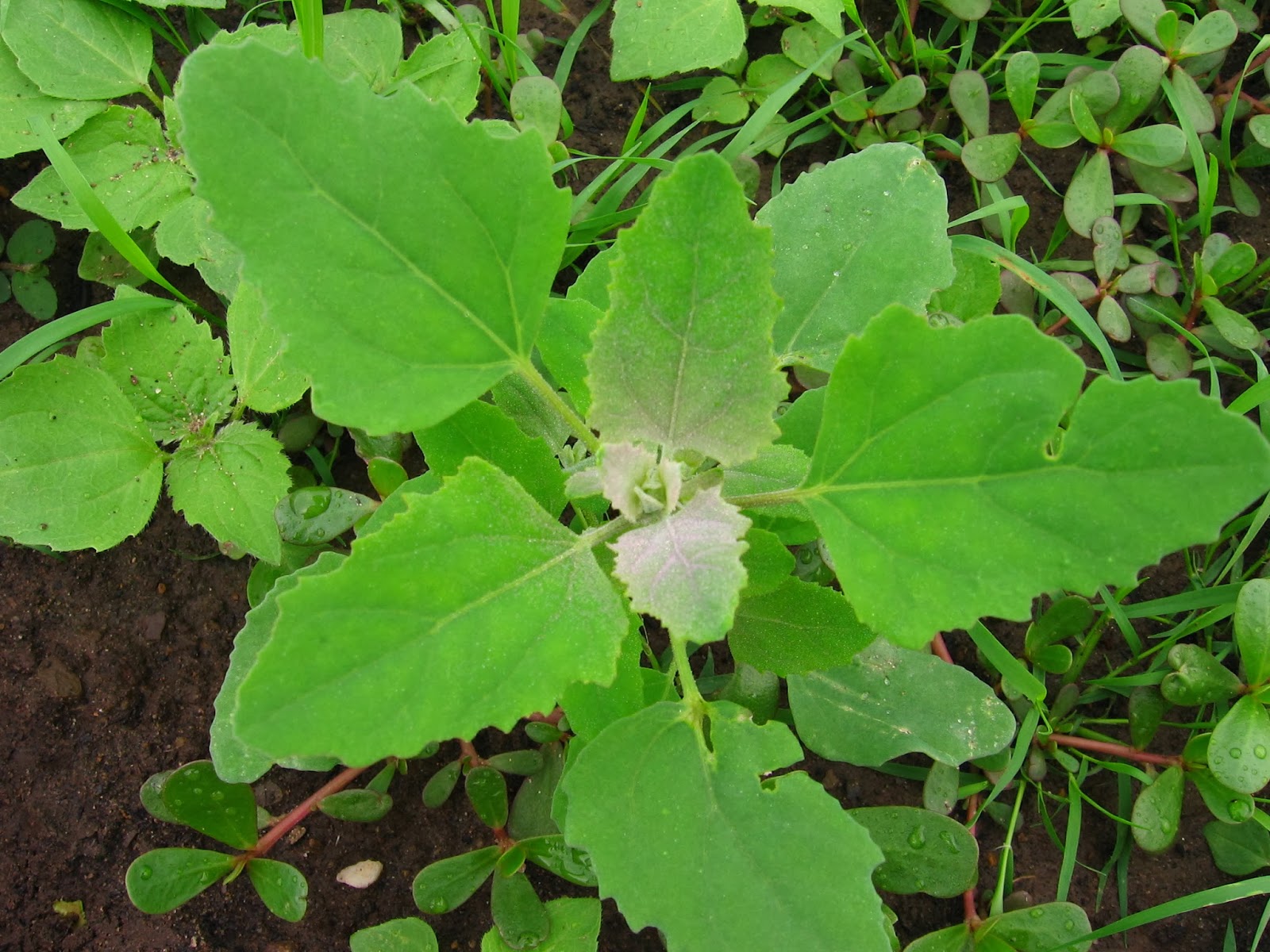 Portions: 15 à 18 feuilletés