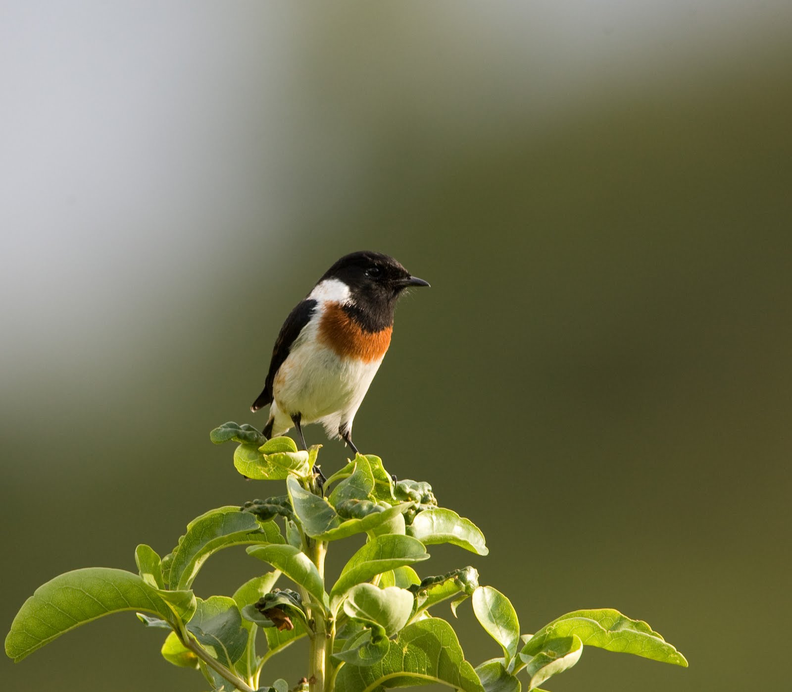 Help me identify this bird! Sadly without pictures. : r/whatsthisbird