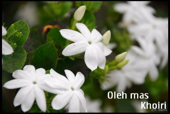 Menakjubkan 19+ Bunga Melati India - Gambar Bunga Indah